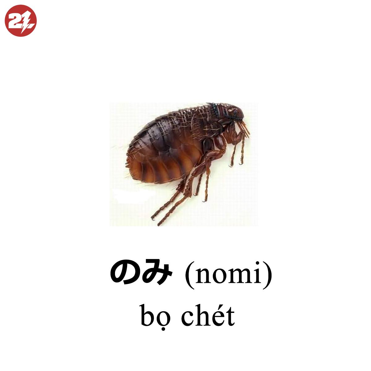 Từ vựng tiếng Nhật về các loại côn trùng