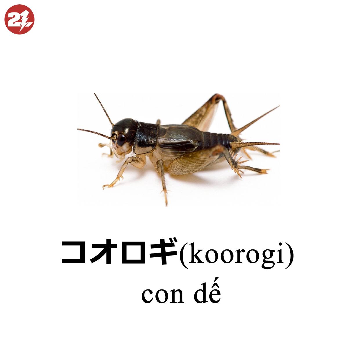 Từ vựng tiếng Nhật về các loại côn trùng